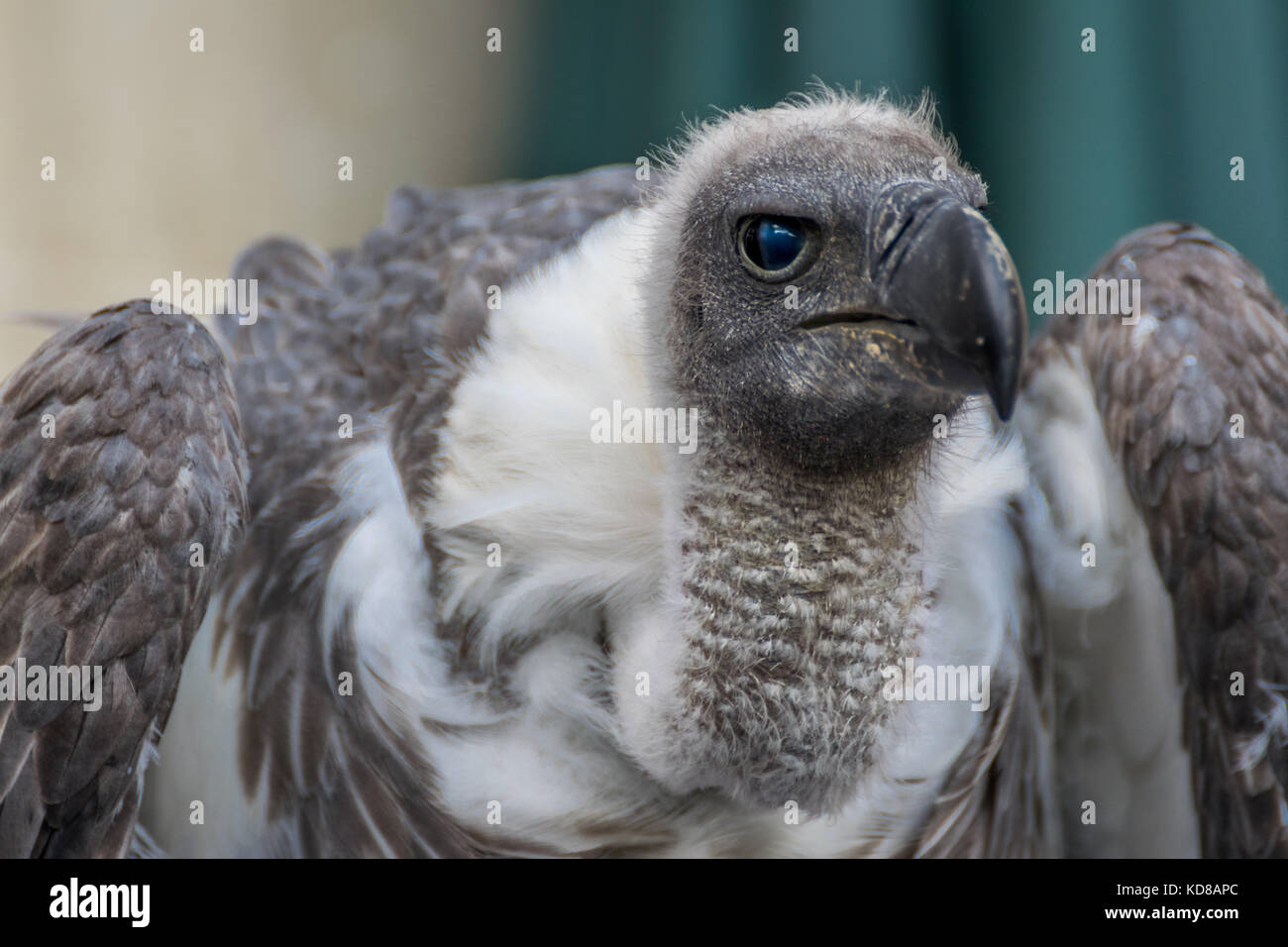 Greifvogel hautnah -Fotos und -Bildmaterial in hoher Auflösung – Alamy