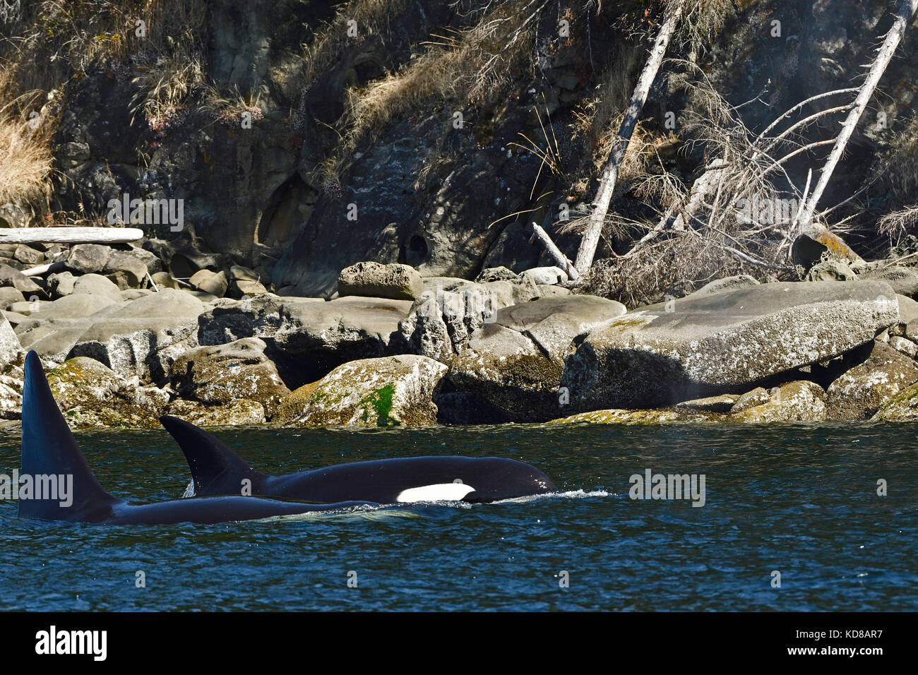 Black orca -Fotos und -Bildmaterial in hoher Auflösung – Alamy