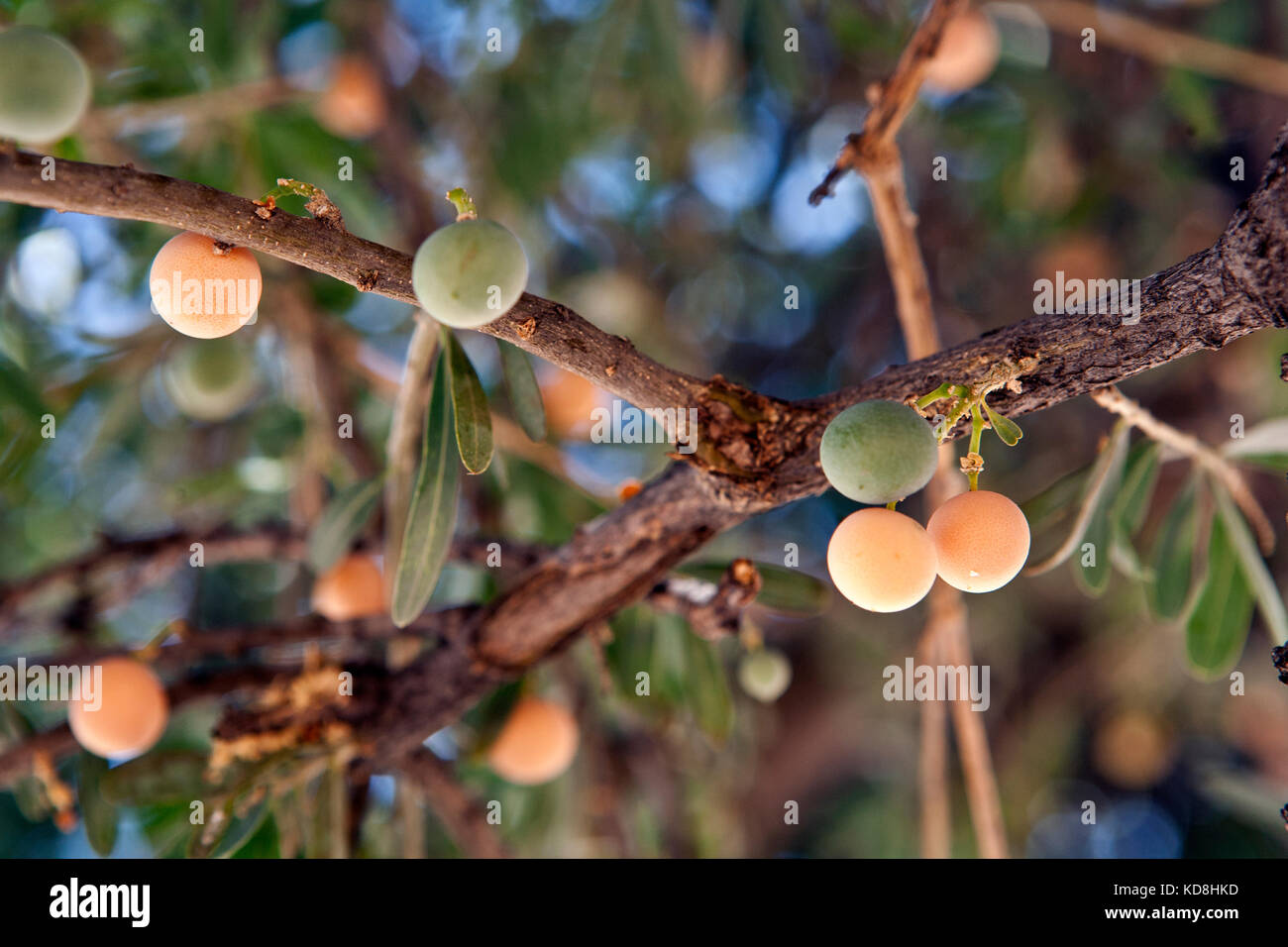 Scelerocarya birrea Marula Baum mit Früchten in Nahaufnahme Namibia ...