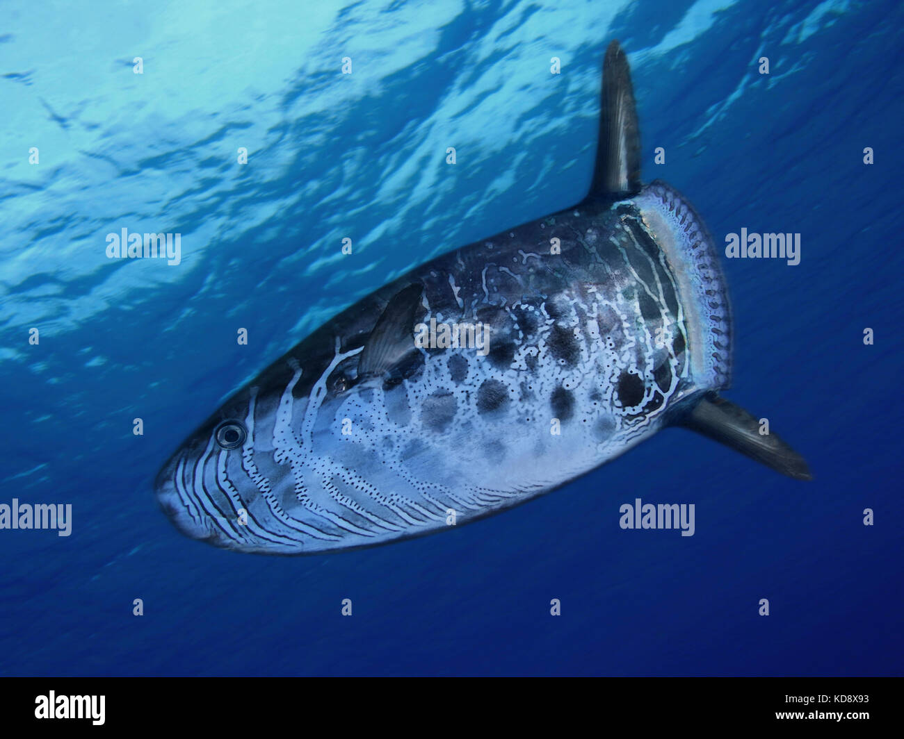 Subtropische Fische Stockfotos und -bilder Kaufen - Alamy
