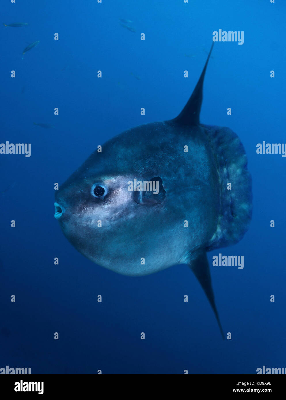 Mondfisch Mola Mola Stockfotos und -bilder Kaufen - Alamy
