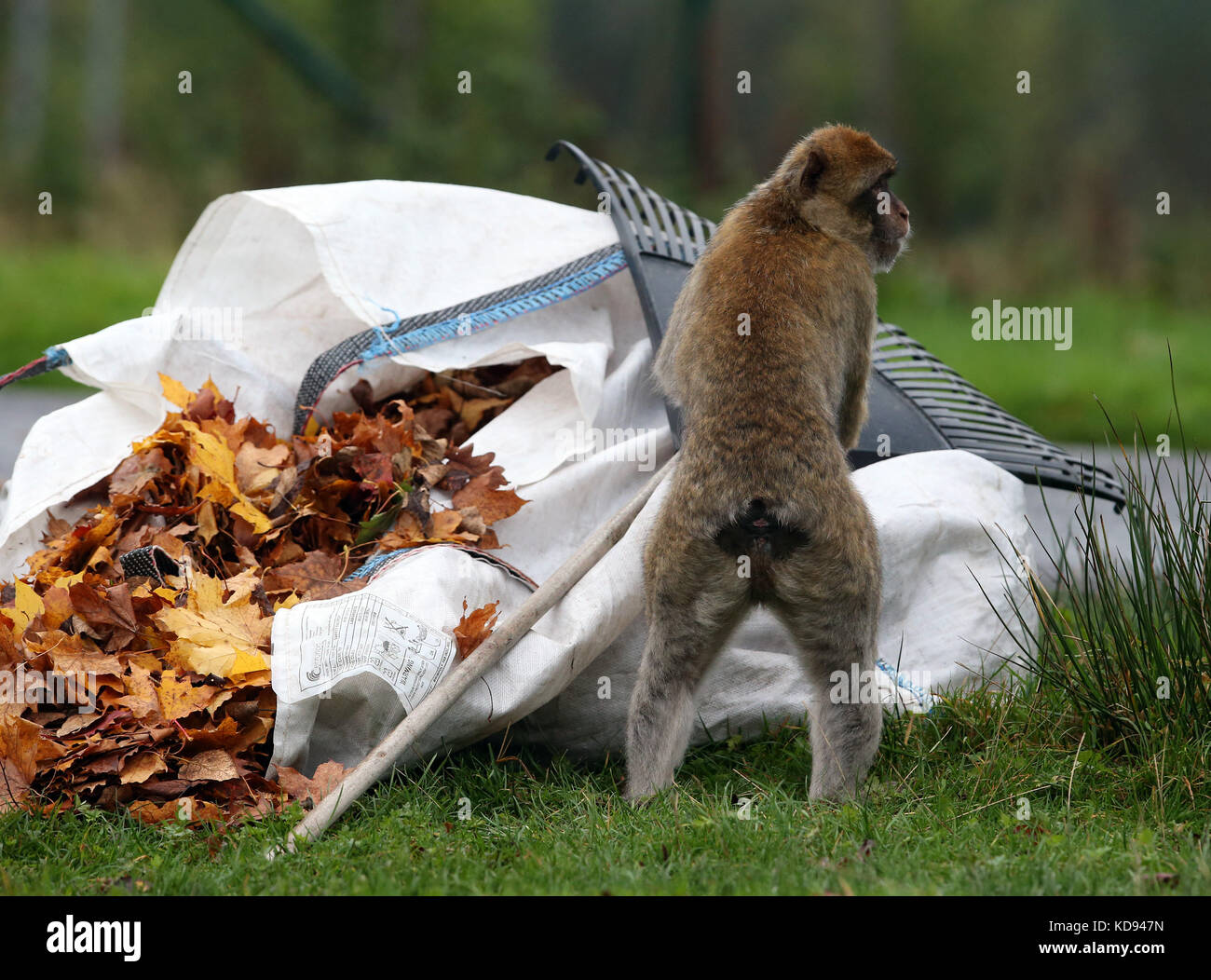 Herbstlaub blair drummond safaripark -Fotos und -Bildmaterial in hoher ...