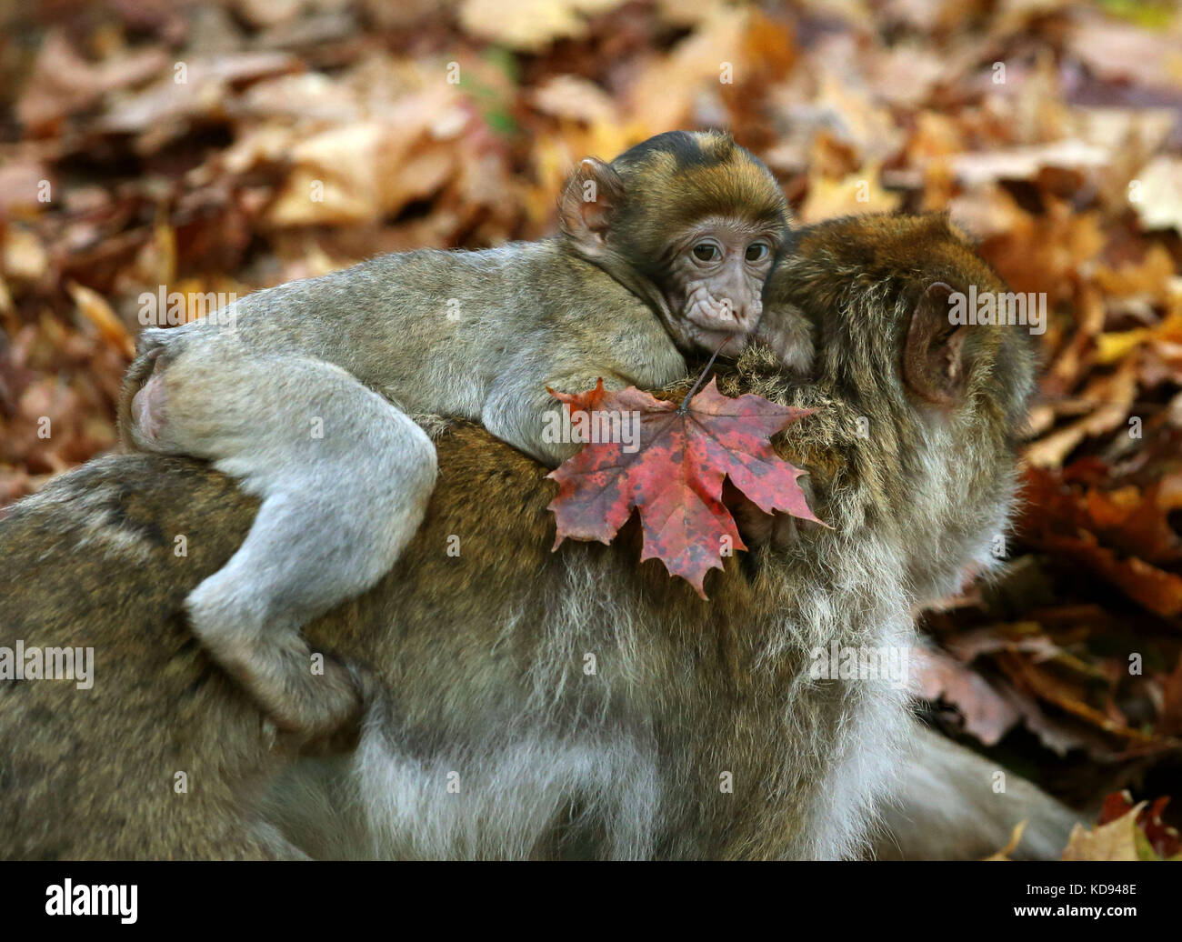 Herbstlaub blair drummond safaripark -Fotos und -Bildmaterial in hoher ...