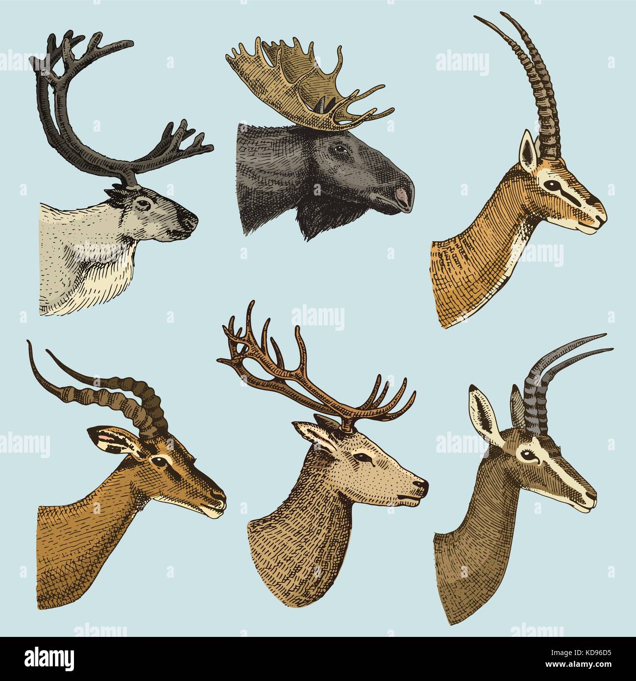 Satz von Horn, geweih Tiere Elche oder Elch mit impala, Gazellen, Kudus ...