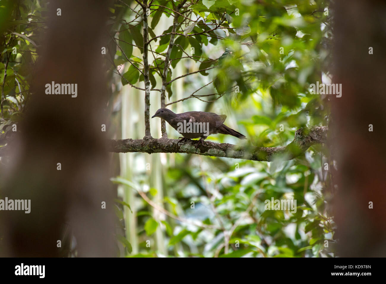 Pomba verdadeira -Fotos und -Bildmaterial in hoher Auflösung – Alamy