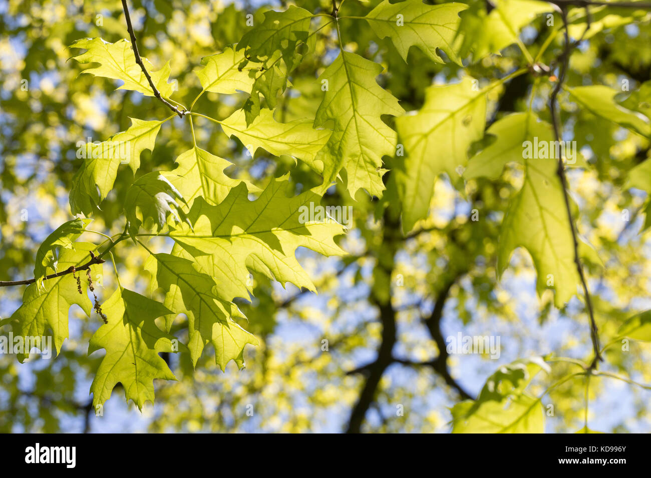 Roteiche, Rot-Eiche, amerikanische Spitzeiche, Quercus rubra, Quercus ...