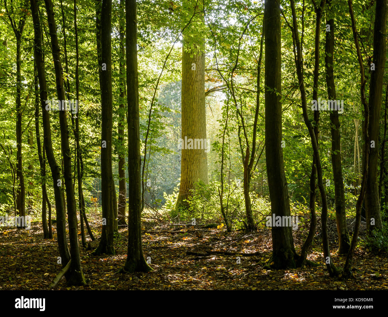 Unterholzwald ausbessern -Fotos und -Bildmaterial in hoher Auflösung ...