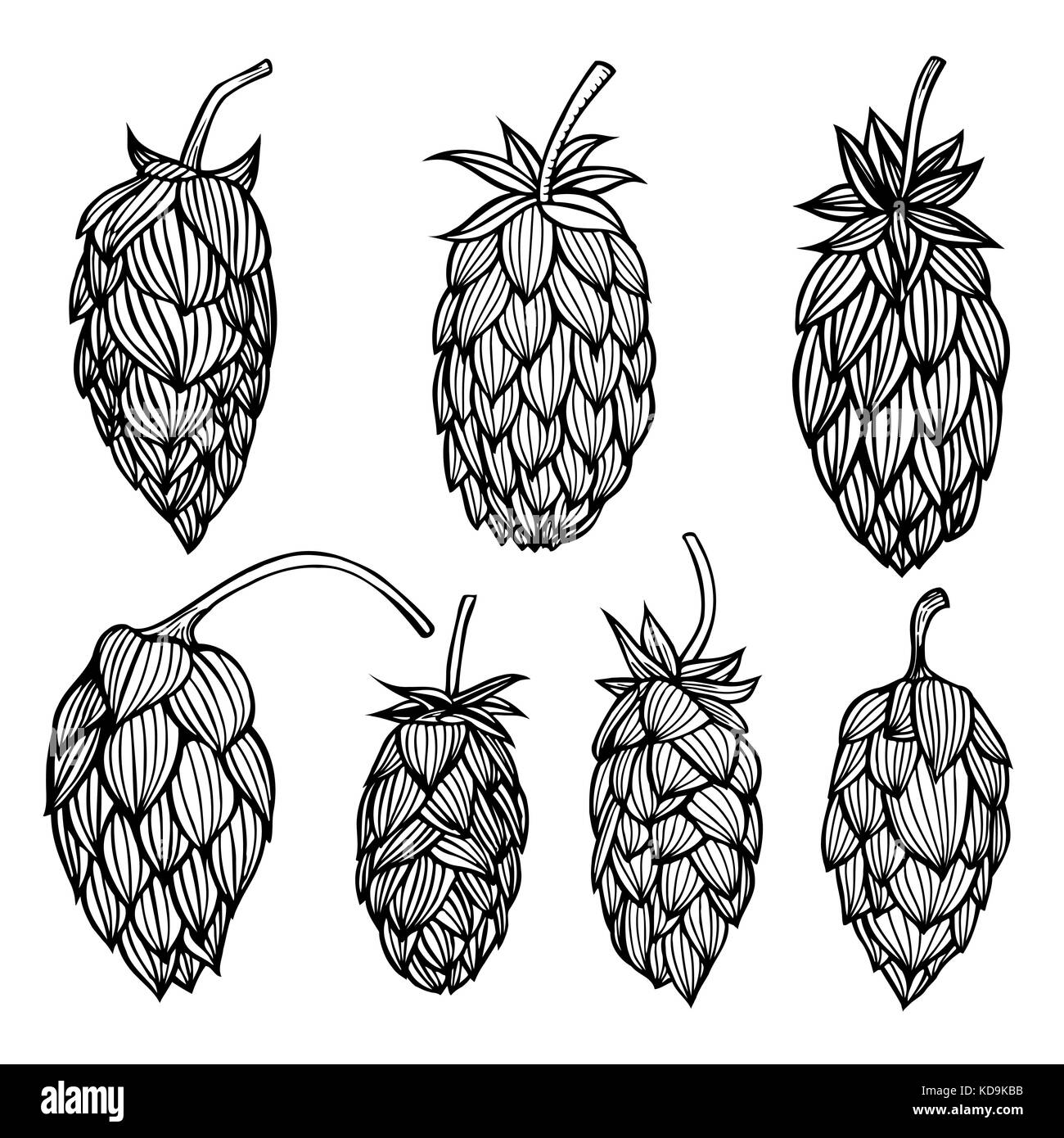 Hand gezeichnet Gravur stil Hopfen. gemeinsamen Hop oder Humulus ...