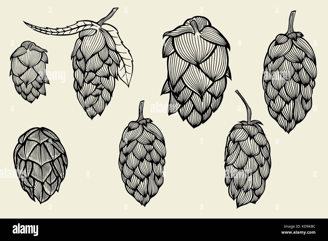 Hand gezeichnet Gravur stil Hopfen. gemeinsamen Hop oder Humulus ...