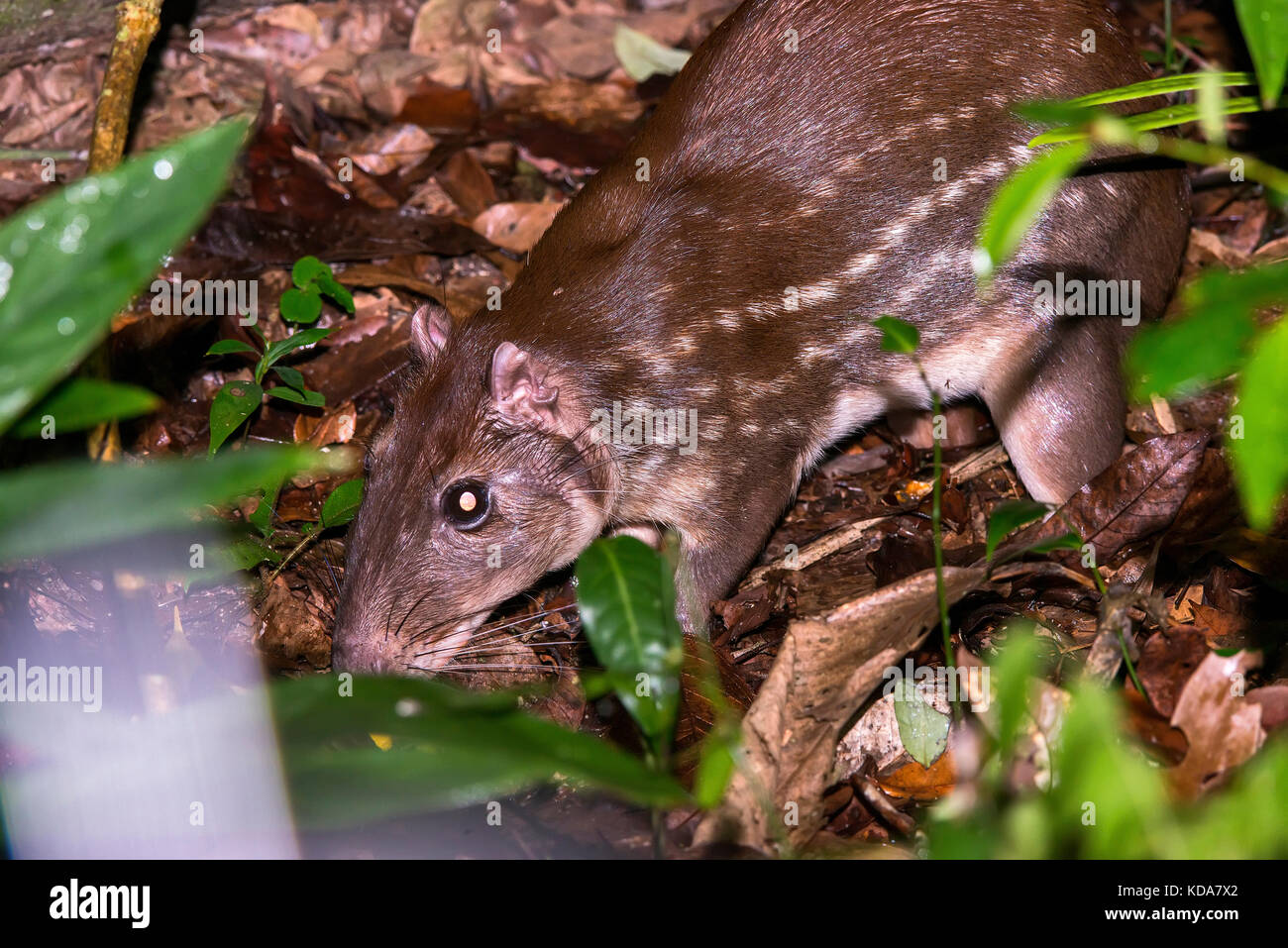 'PACA (Cuniculus paca) fotografado em Linhares, Espírito Santo ...