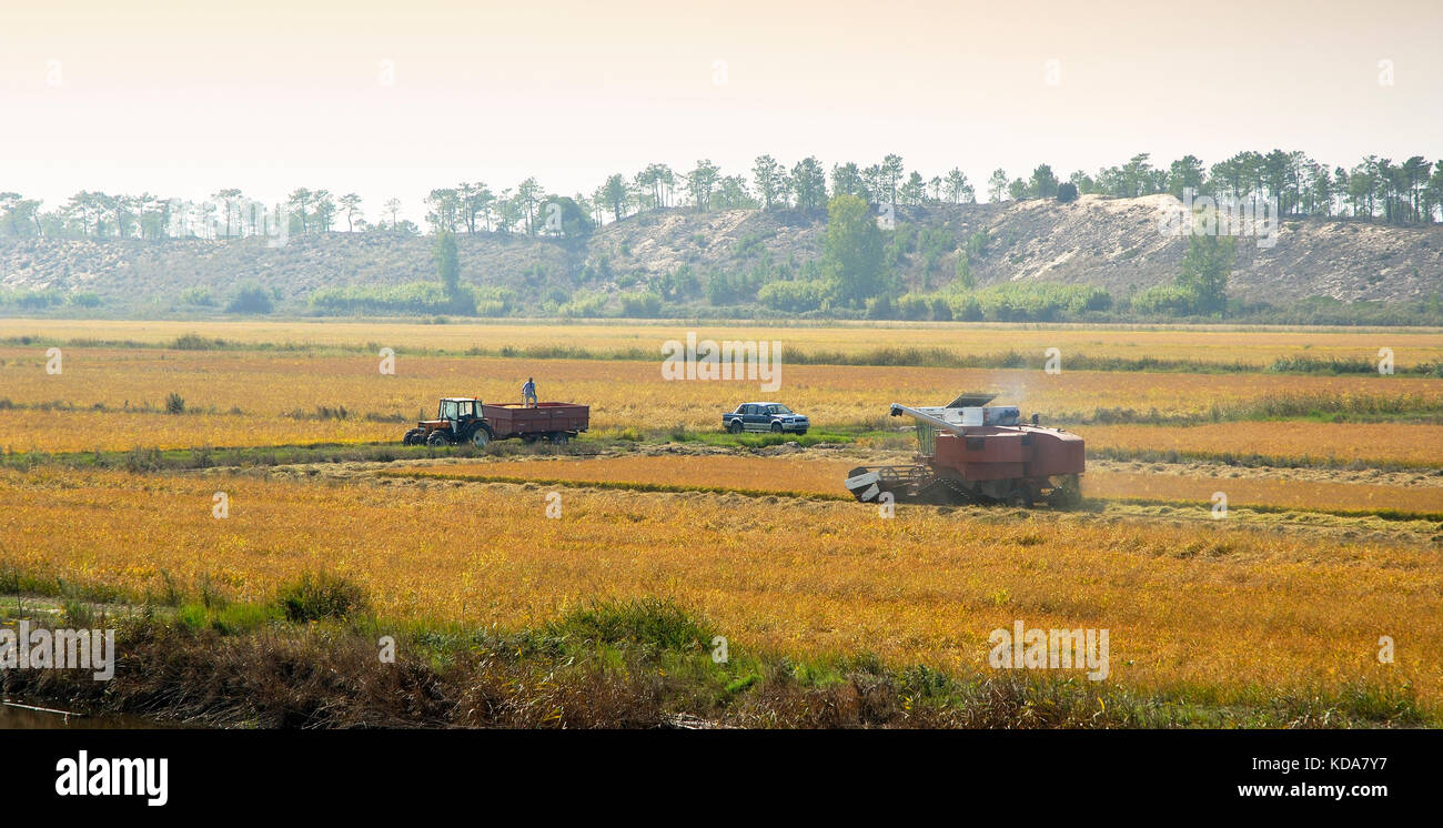 Reisfeldernte mit maschinen -Fotos und -Bildmaterial in hoher Auflösung ...