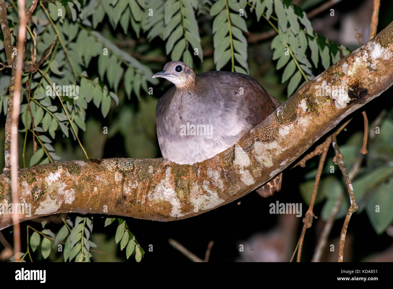 'Macuco (tinamus solitarius) fotografado em Linhares, Espírito Santo ...