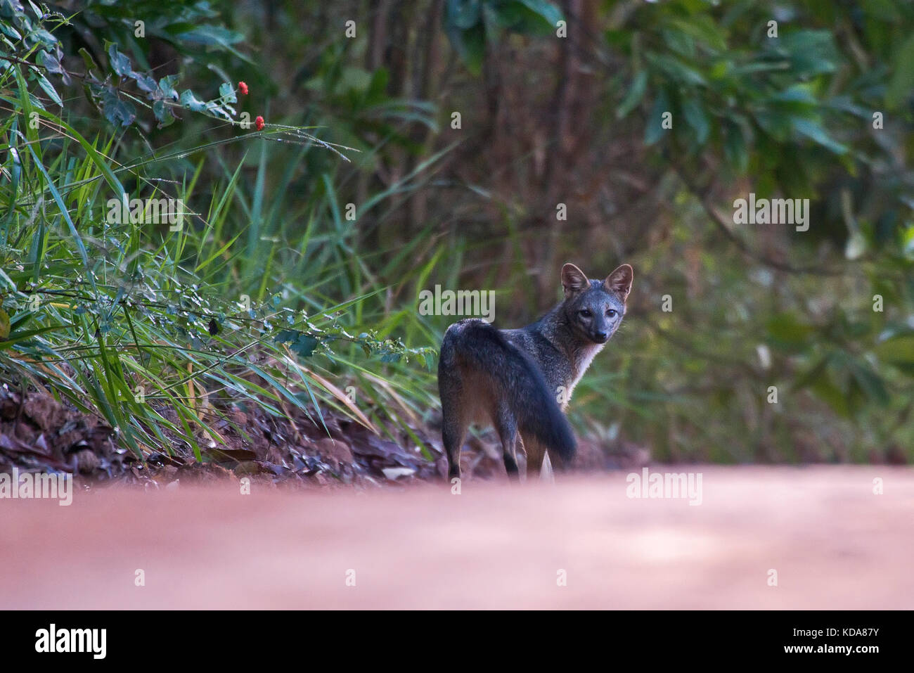 Cachorro Do Mato Cerdocyon Thous Fotografado Em Linhares Espírito Santo Sudeste Do Brasil