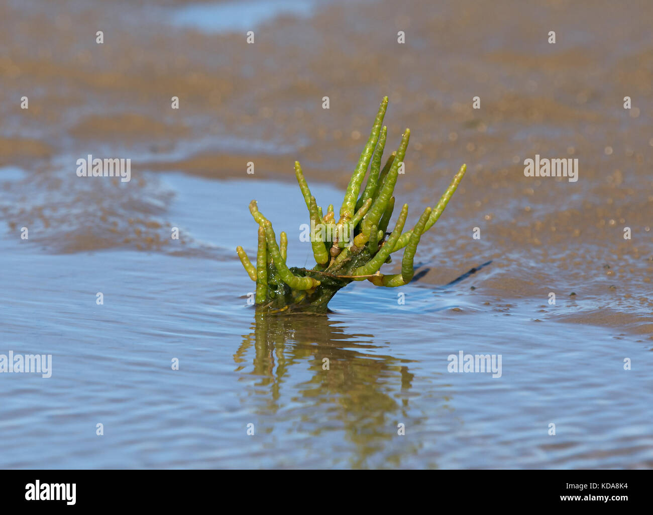 Salicornia europaea -Fotos und -Bildmaterial in hoher Auflösung – Alamy