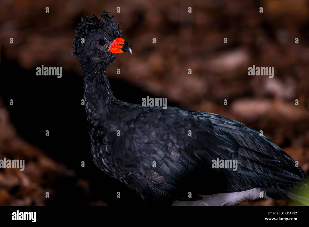 'Utum-de-bico-vermelho (Crax blumenbachii) fotografado na Fazenda ...