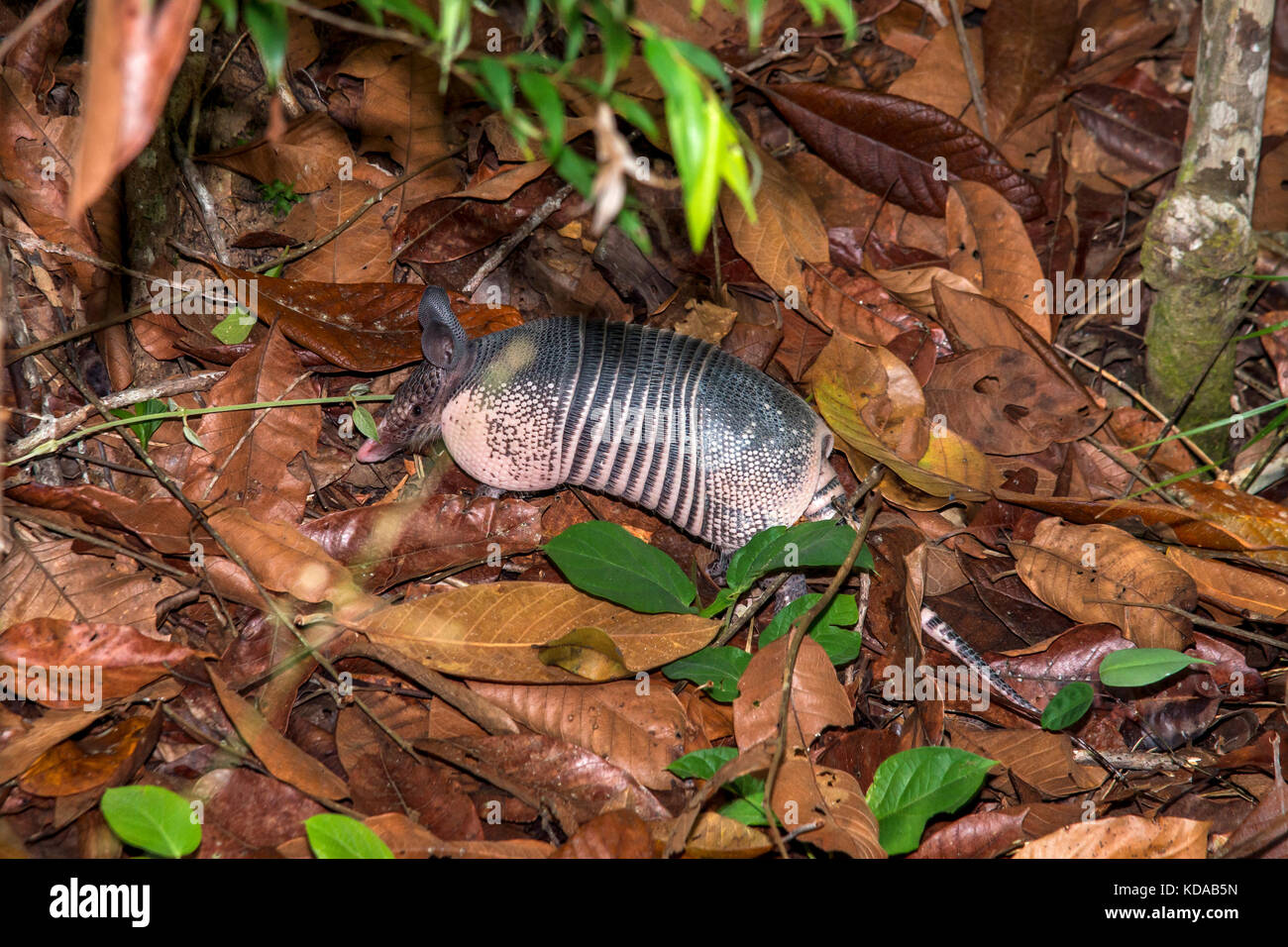 Tatu verdadeiro -Fotos und -Bildmaterial in hoher Auflösung – Alamy
