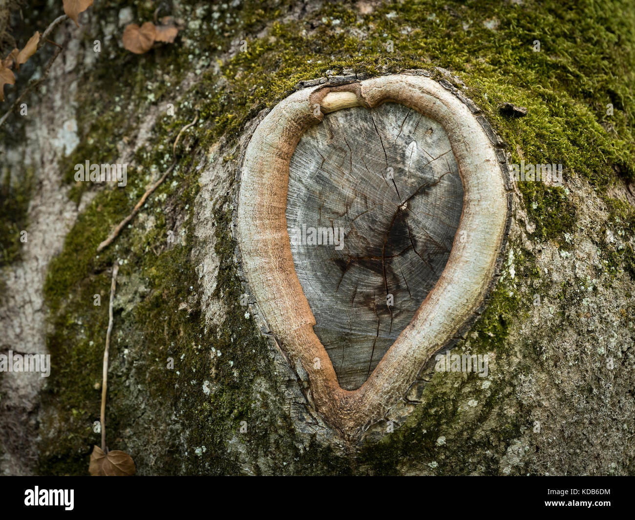 Astloch baum -Fotos und -Bildmaterial in hoher Auflösung – Alamy