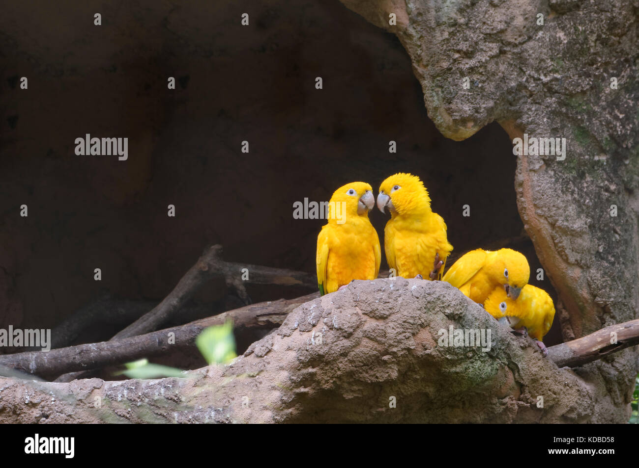 Sittich loch -Fotos und -Bildmaterial in hoher Auflösung – Alamy