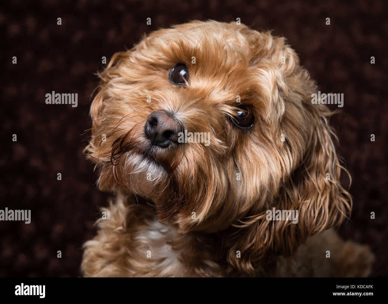 Goldener cockapoo -Fotos und -Bildmaterial in hoher Auflösung – Alamy
