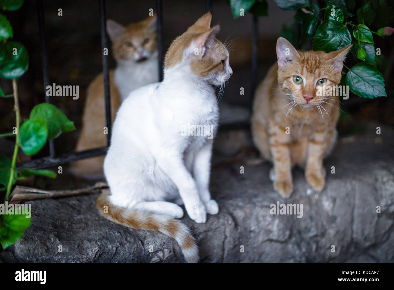 Katzen israel -Fotos und -Bildmaterial in hoher Auflösung – Alamy