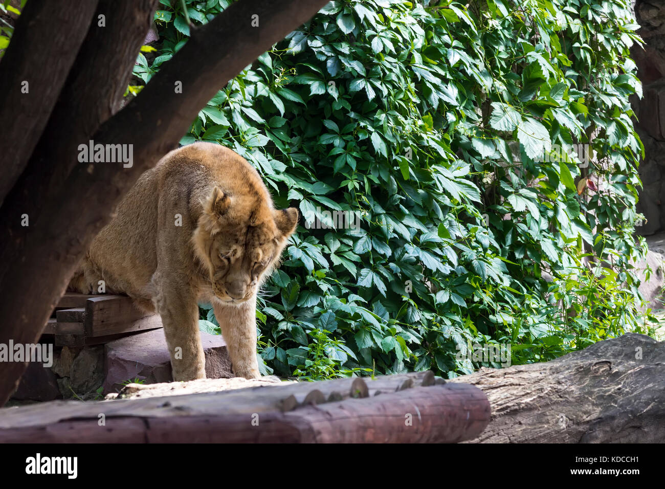 Junger Löwe Mann kommt aus dem Zoo Gehäuse Stockfotografie - Alamy