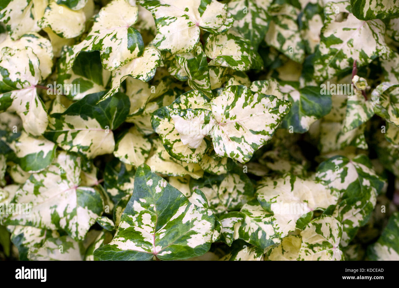 Hedera helix 'Midas Touch Stockfotografie - Alamy