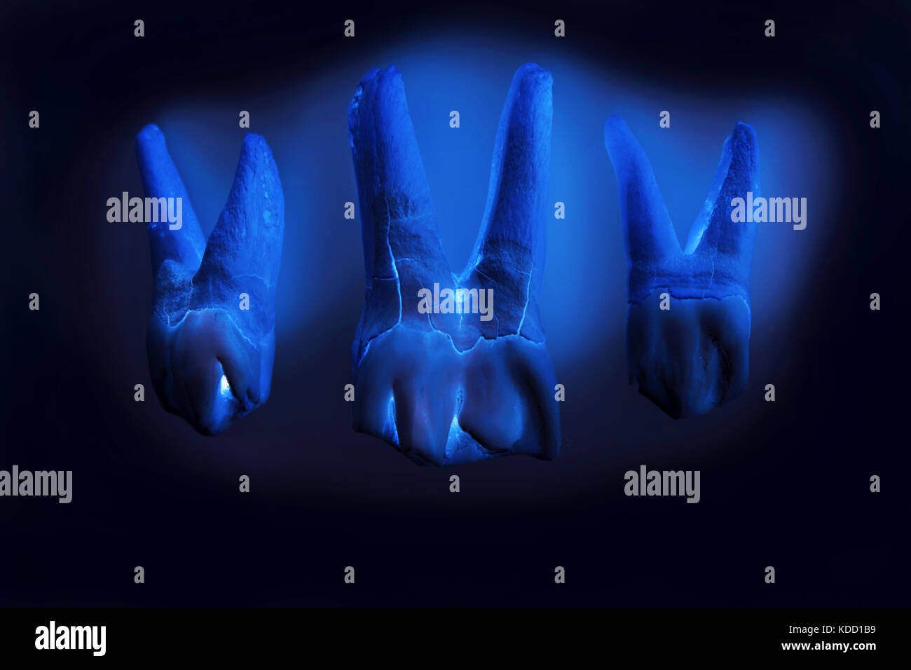 Kühe Zähne Stockfotos & Kühe Zähne Bilder - Alamy