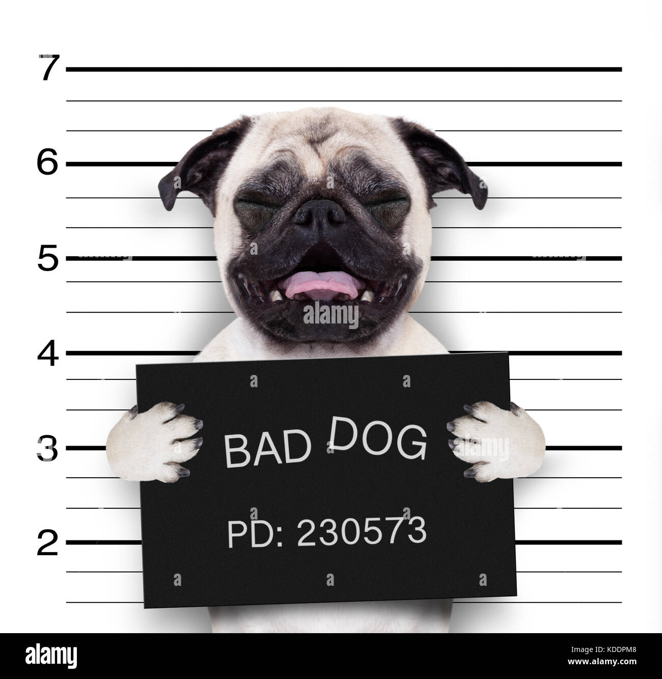 Kriminelle mugshot von Mops Hund an der Polizei Station holding Plakat ...
