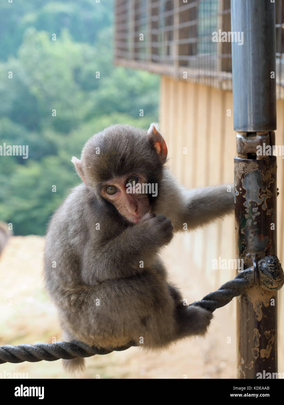 Affenpark arashiyama -Fotos und -Bildmaterial in hoher Auflösung – Alamy