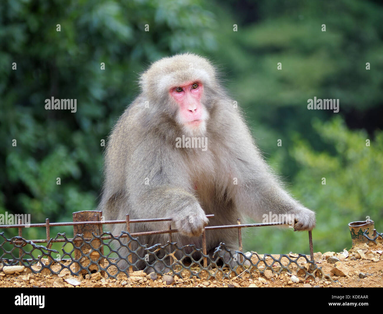 Affenpark arashiyama -Fotos und -Bildmaterial in hoher Auflösung – Alamy
