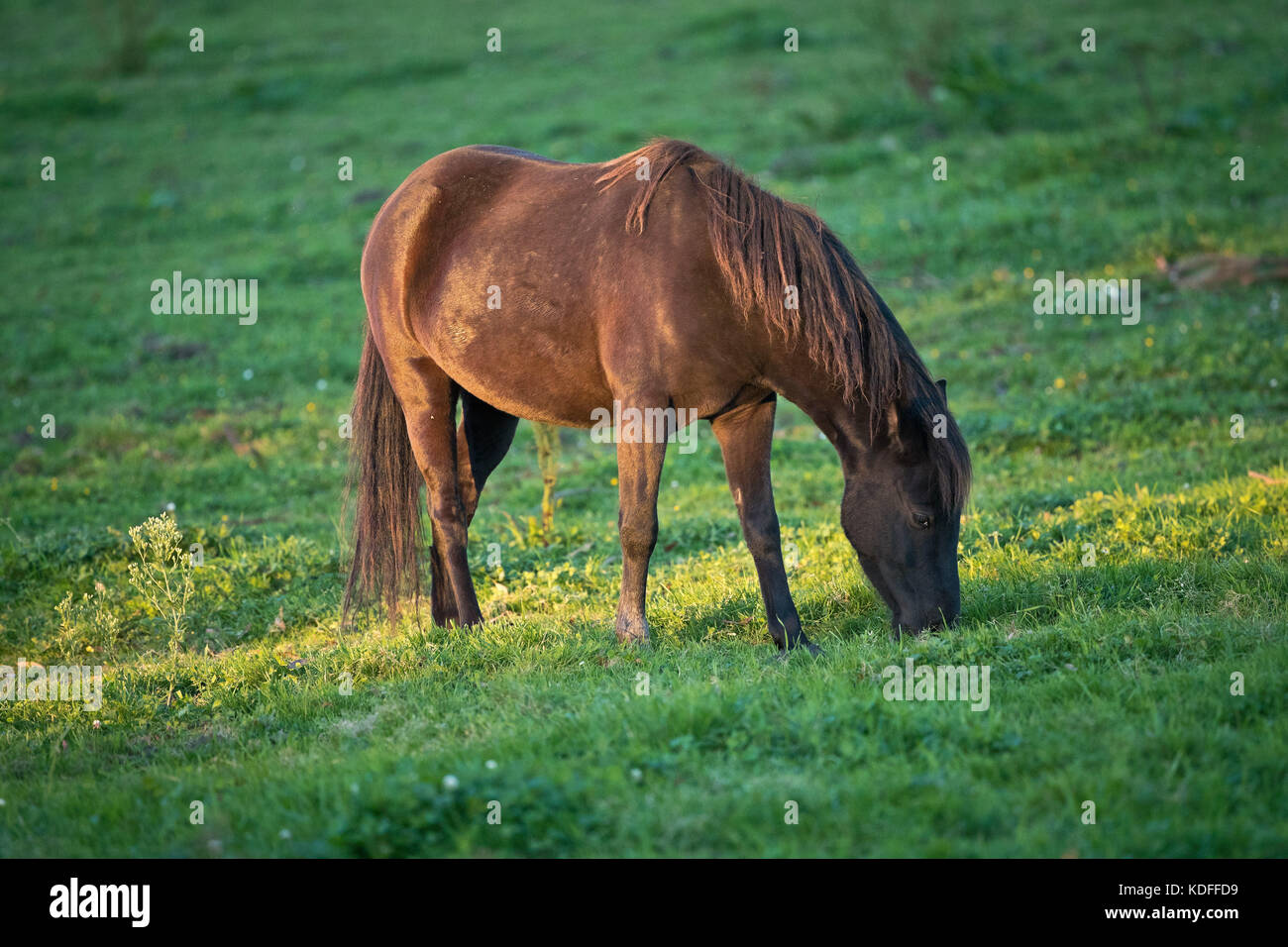 Asturcon pony -Fotos und -Bildmaterial in hoher Auflösung – Alamy