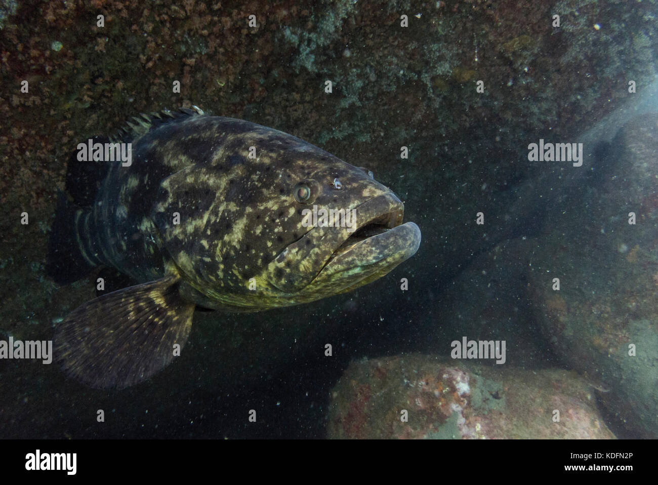 Atlantischer zackenbarsch -Fotos und -Bildmaterial in hoher Auflösung ...