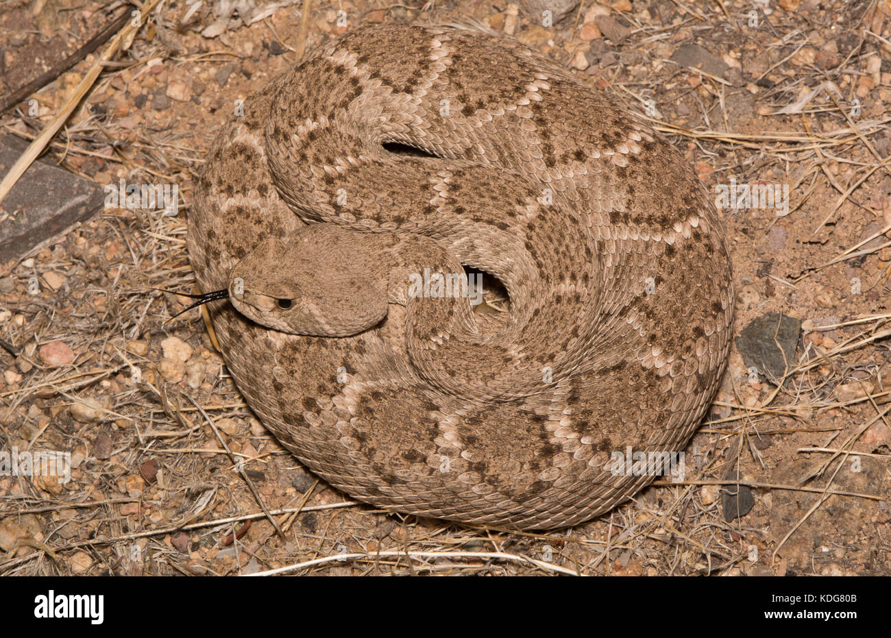 Western Diamond backed Klapperschlange (Crotalus Atrox) von Maricopa ...
