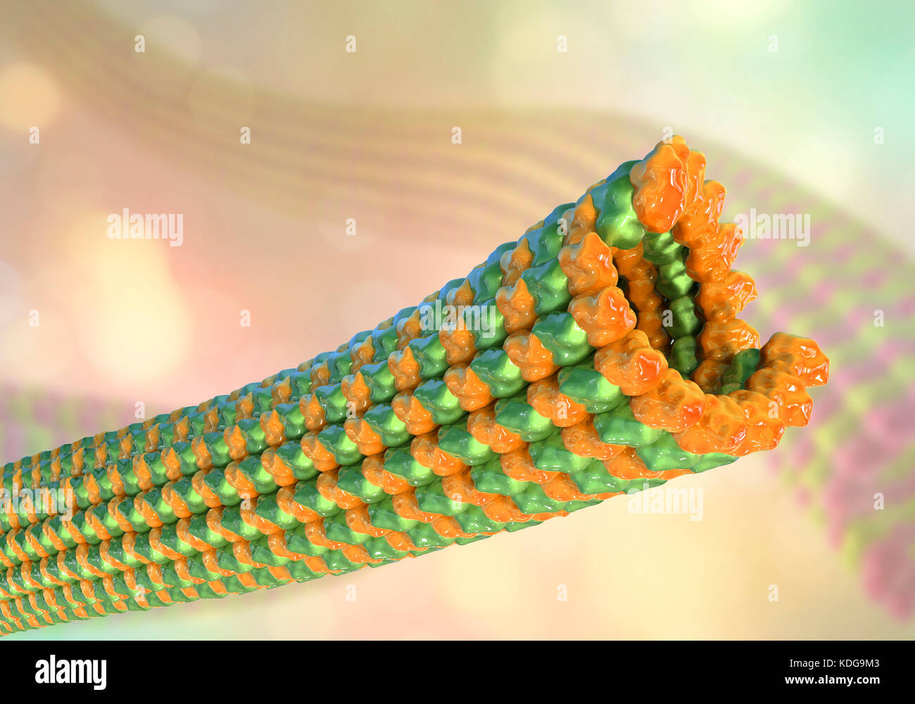 Mikrotubuli, 3D-Darstellung. Mikrotubuli sind Polymere aus dem Protein ...