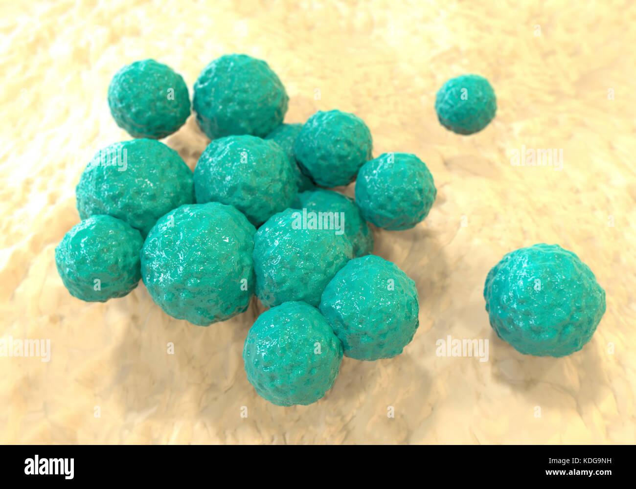 Grampositiver staphylococcus epidermidis -Fotos und -Bildmaterial in ...