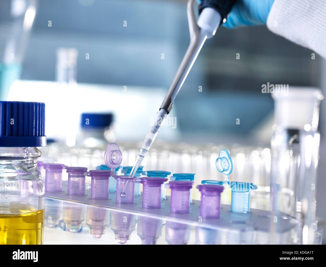 Pipettieren Proben in Mikrozentrifugenröhrchen bei einem Experiment im ...