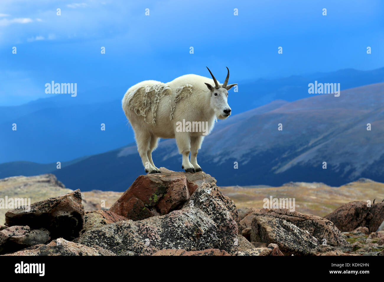 Die bergziege -Fotos und -Bildmaterial in hoher Auflösung – Alamy