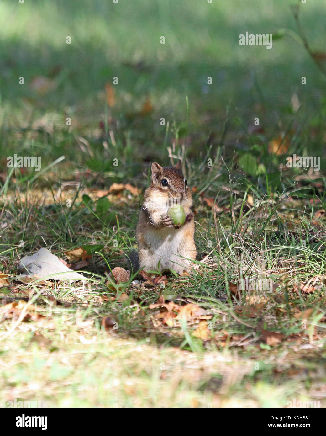 Kleine Chipmunk mit Fett backen Holding eine grüne Eicheln in den Mund ...