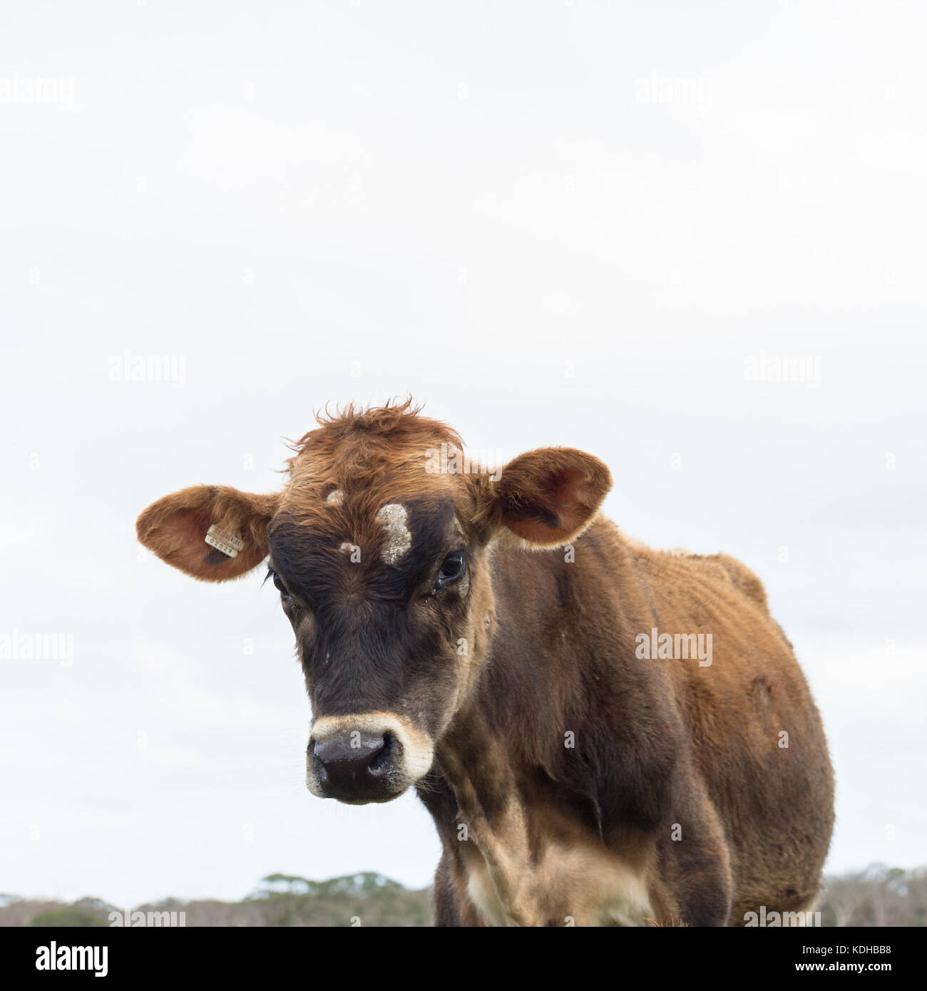Fleckige kuh -Fotos und -Bildmaterial in hoher Auflösung – Alamy