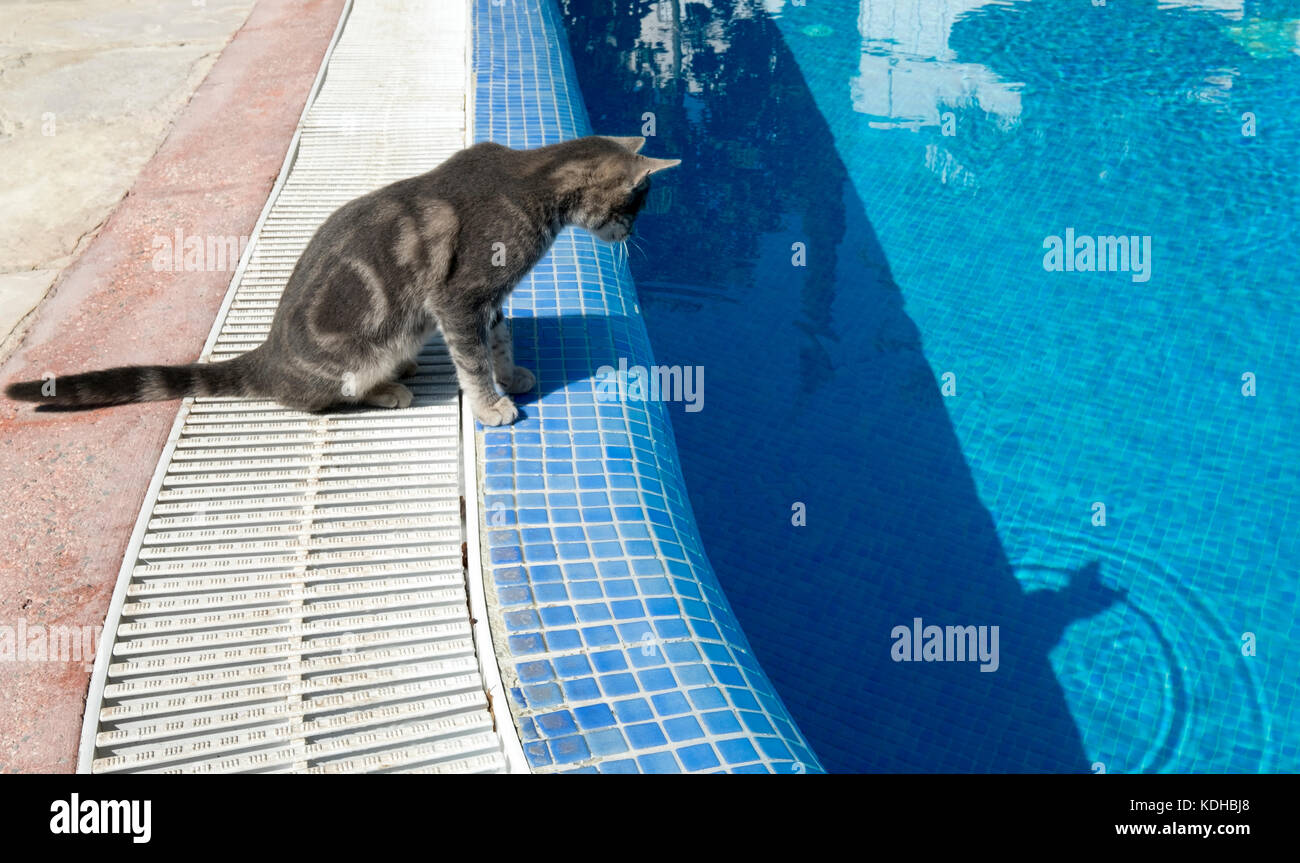 Funny Cats Stockfotos und -bilder Kaufen - Alamy