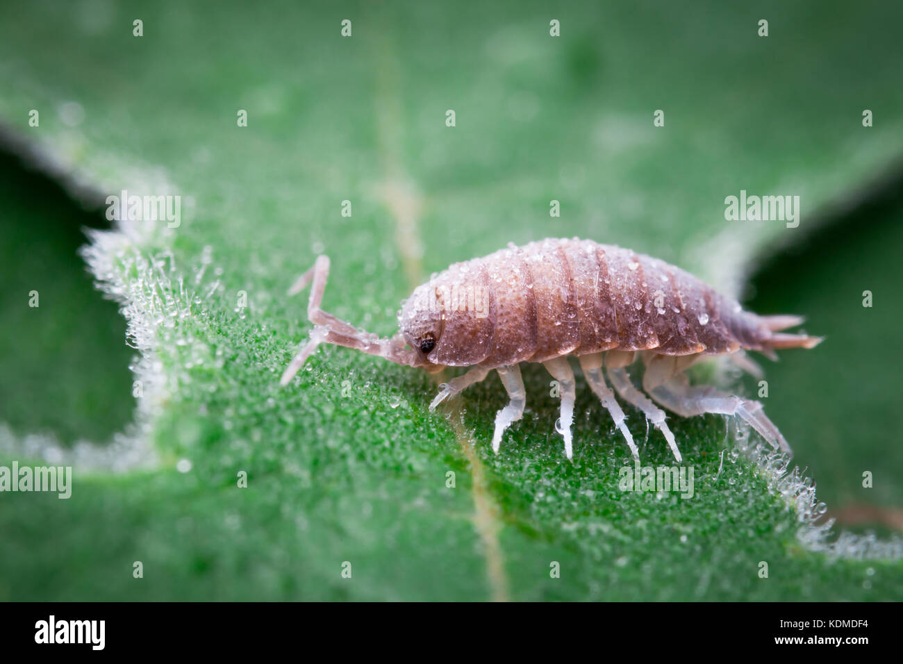 Pest streik -Fotos und -Bildmaterial in hoher Auflösung – Alamy