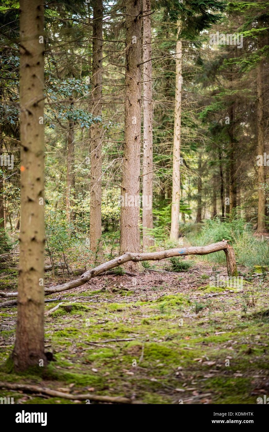 Wild und natürliche Wald mit Moos bedeckten Boden, Landschaft ...