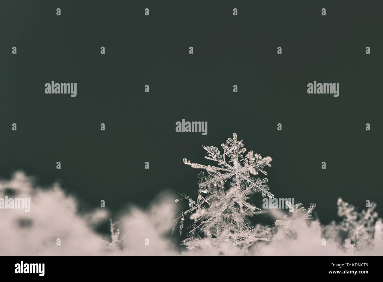 Schneeflocke makro -Fotos und -Bildmaterial in hoher Auflösung – Alamy