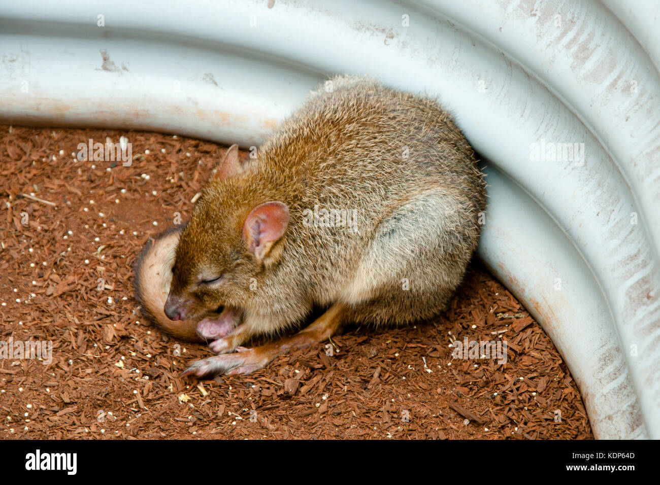 Rotes rattenkänguru -Fotos und -Bildmaterial in hoher Auflösung – Alamy