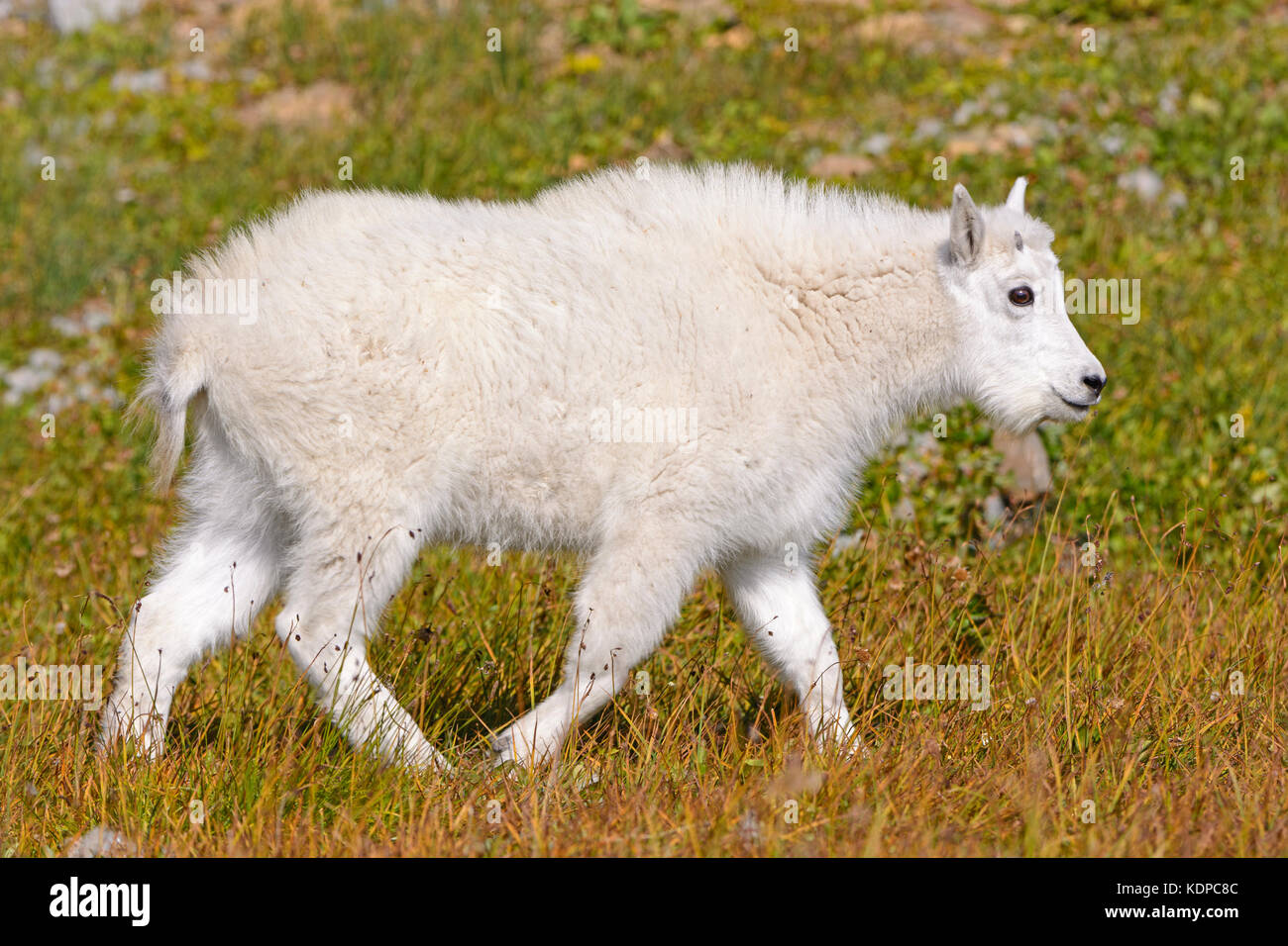 Baby mountain goat -Fotos und -Bildmaterial in hoher Auflösung – Alamy