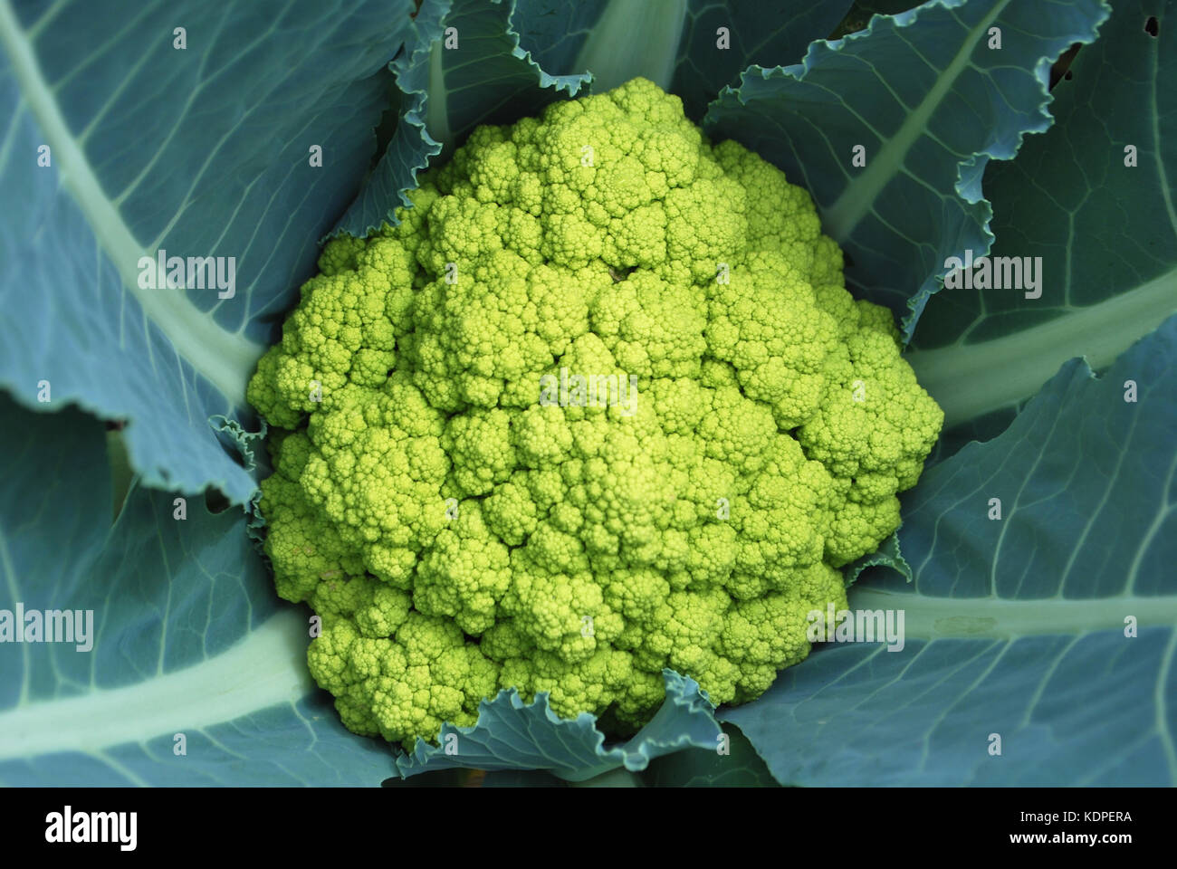 Blumenkohl ernte -Fotos und -Bildmaterial in hoher Auflösung – Alamy