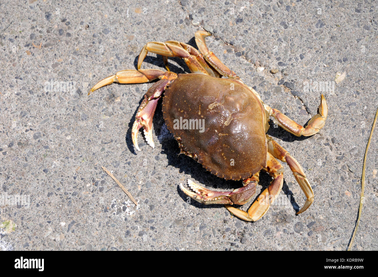 Pazifische sandkrabbe -Fotos und -Bildmaterial in hoher Auflösung – Alamy