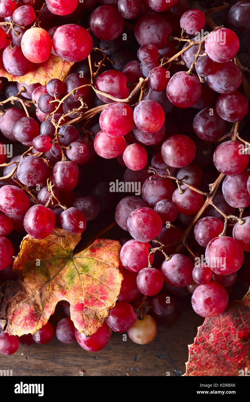 Trauben von reifen roten Trauben mit Weinblättern. Ansicht von oben ...