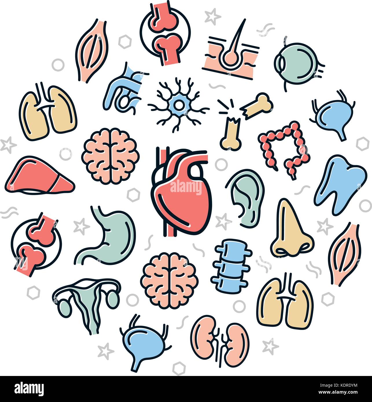 Vektor Organe und Anatomie farbige Symbole im Kreis Konzept ...