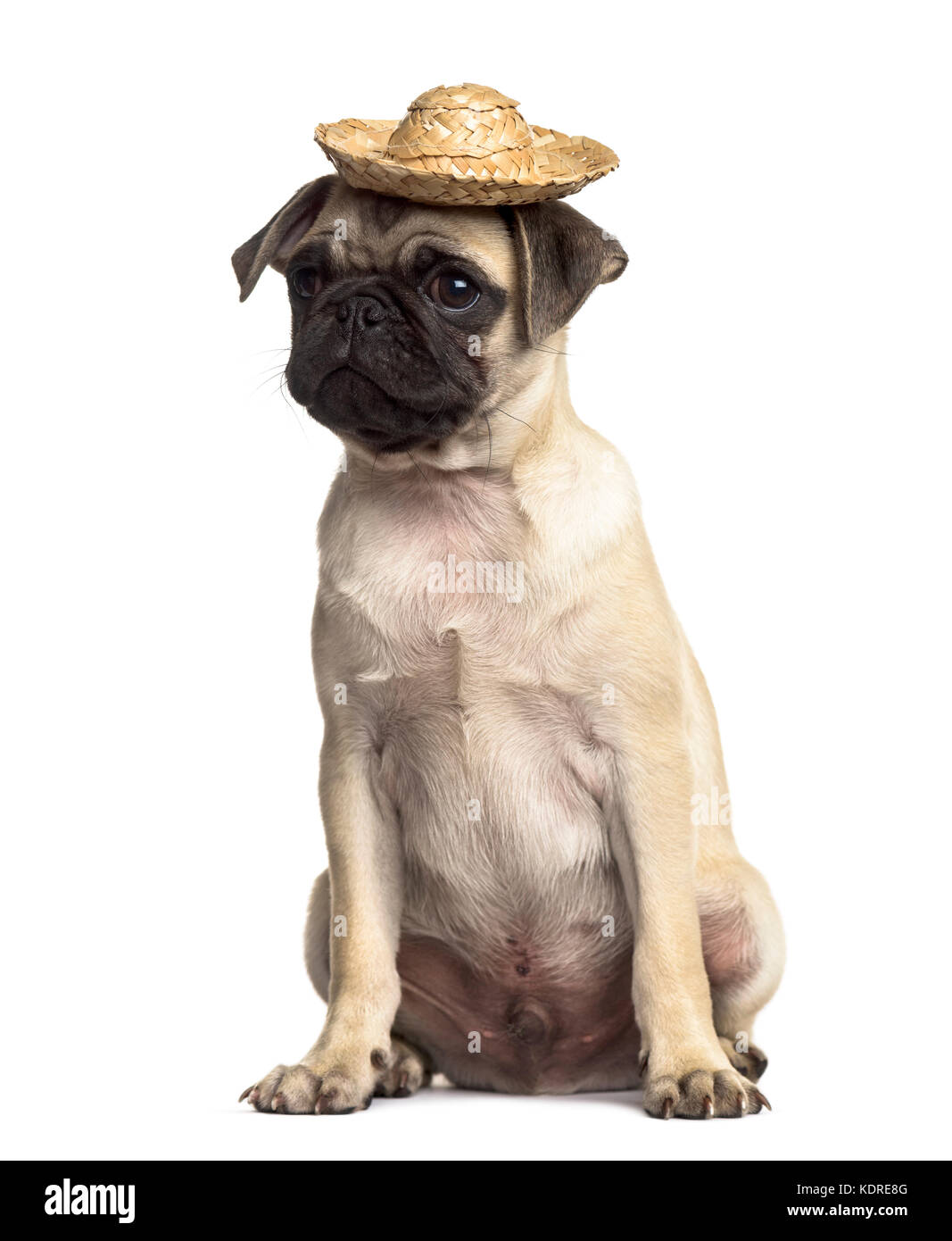 Der mops -Fotos und -Bildmaterial in hoher Auflösung – Alamy